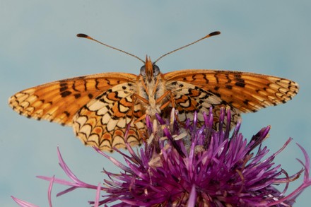 Fritillary Fritillary Butterfly Butterfly Open Wings Editorial Stock ...
