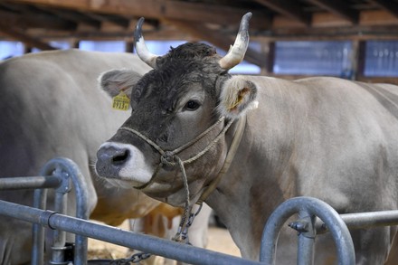 Brown Swiss Dairy Cow Editorial Stock Photo - Stock Image | Shutterstock