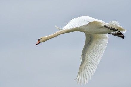 Mute Swans Seen Their Mating Season Editorial Stock Photo - Stock Image ...