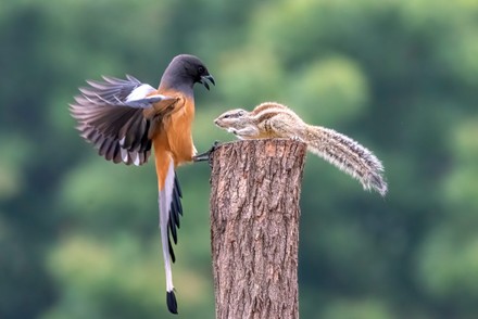 Ill Knock You Off Your Perch Editorial Stock Photo - Stock Image ...