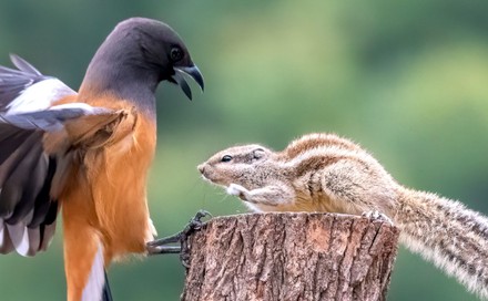 Ill Knock You Off Your Perch Editorial Stock Photo - Stock Image ...