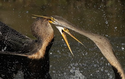 Youve Got Some Neck Water Bird Editorial Stock Photo - Stock Image ...