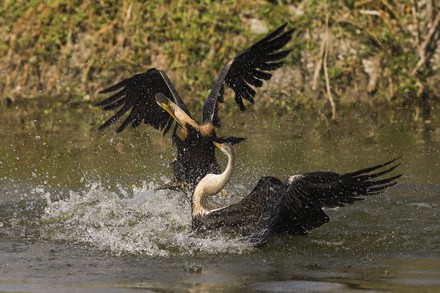 Youve Got Some Neck Water Bird Editorial Stock Photo - Stock Image ...