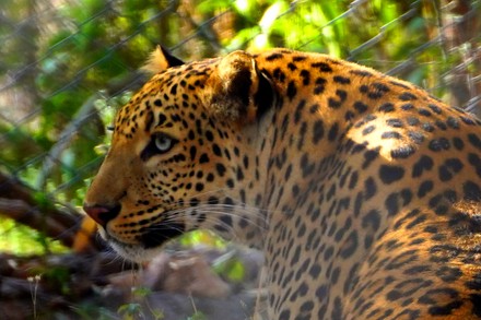 Leopard Inside Enclosure Nahargarh Biological Park Editorial Stock ...