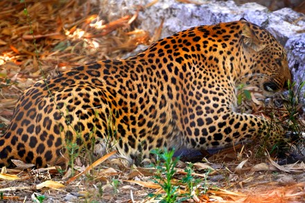 Leopard Inside Enclosure Nahargarh Biological Park Editorial Stock ...