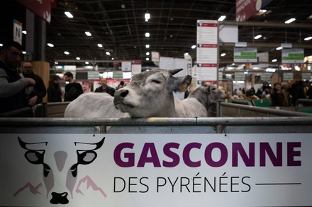 Gasconne Pyrenees Cow Pen Cows Hall Editorial Stock Photo - Stock Image ...