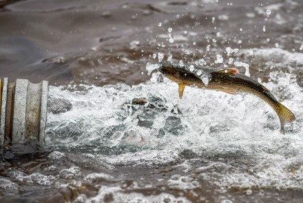 Trout Emptied Truck Using Hose Stock Editorial Stock Photo - Stock ...