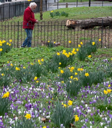 Daffodils Crocuses Batley Park Blackheath London Editorial Stock Photo ...