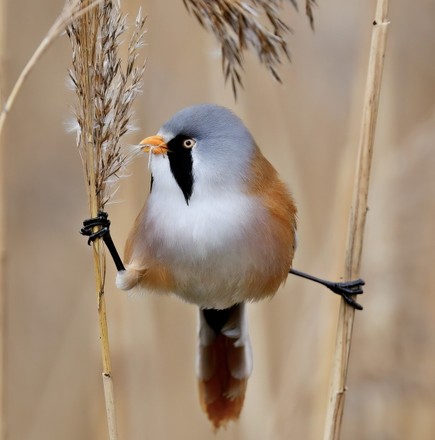 Bird Appears Be Walking On Stilts Editorial Stock Photo - Stock Image ...