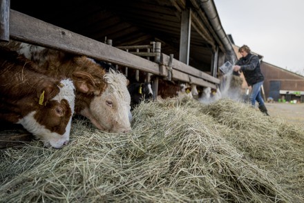 Halle Calves Get Hay Bronkhorst Biodynamic Editorial Stock Photo ...
