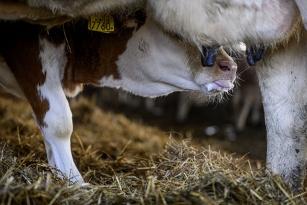 Halle Cows Standing Calves Barn Bronkhorst Editorial Stock Photo ...