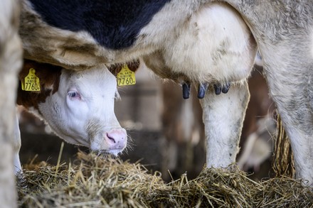 Halle Cows Standing Calves Barn Bronkhorst Editorial Stock Photo ...