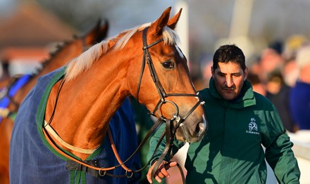 Racehorse Secret Squirrel Race 6 435 Editorial Stock Photo - Stock ...