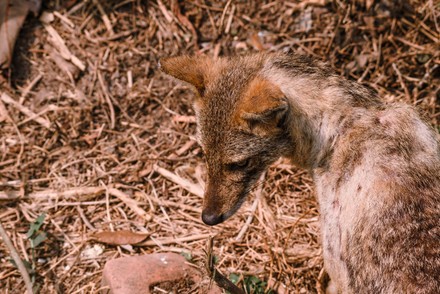 Golden Jackal Canis Aureus Largest Jackals Editorial Stock Photo ...