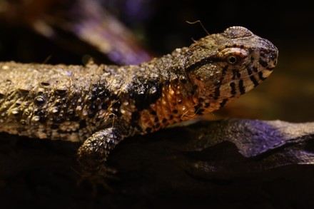 Chinese Crocodile Lizard Shinisaurus Crocodilurus Rests Editorial Stock ...