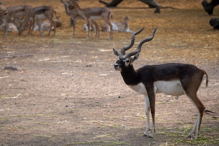 Blackbuck Known Indian Antelope Roams Inside Editorial Stock Photo ...
