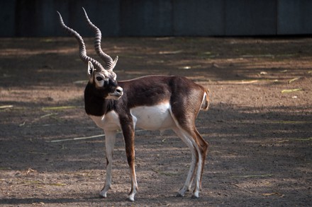 Blackbuck Known Indian Antelope Roams Inside Editorial Stock Photo ...
