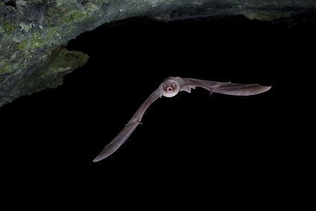 Common Bentwing Bat Miniopterus Schreibersii Flight Editorial Stock ...