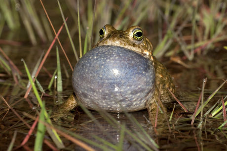 Natterjack Toad Bufo Calamita Male Calling Editorial Stock Photo ...