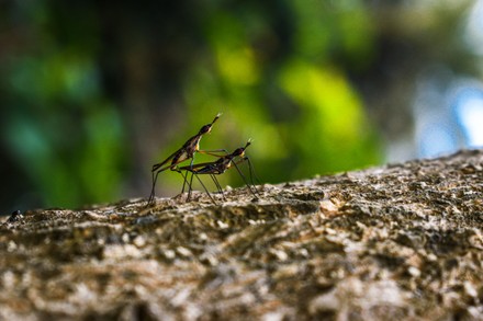 Banana Stalk Fly Neriidae Slender Longlegged Editorial Stock Photo ...
