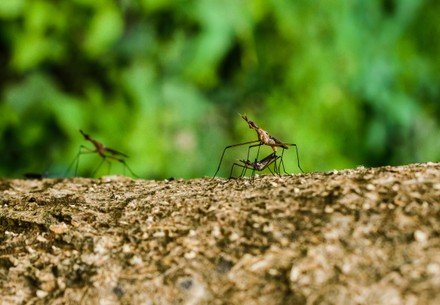 Banana Stalk Fly Neriidae Slender Longlegged Editorial Stock Photo ...