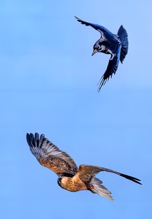 Crow Shadows Dangerous Bird Prey By Editorial Stock Photo - Stock Image ...