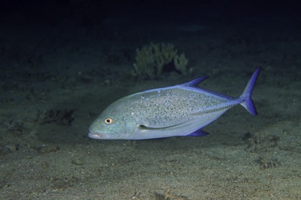 18 Blue ulua Stock Pictures, Editorial Images and Stock Photos ...