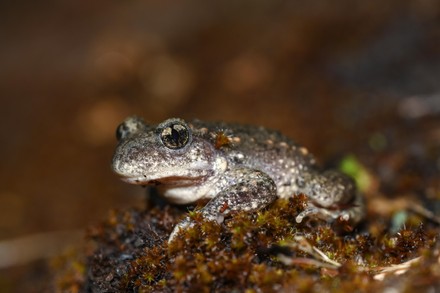 Common Midwife Toad Alytes Obstetricans Evening Editorial Stock Photo ...