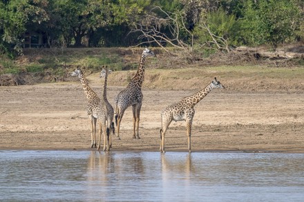 Rhodesian Giraffe Giraffa Camelopardalis Thornicrofti Animals Editorial ...