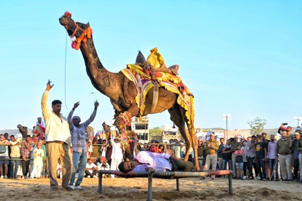 8,000 India holi festival Stock Pictures, Editorial Images and Stock ...