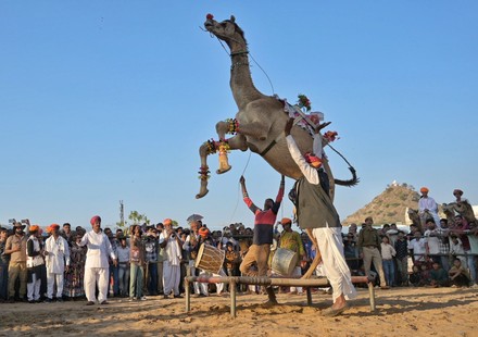 Camel Performs Stunt During International Holi Editorial Stock Photo ...