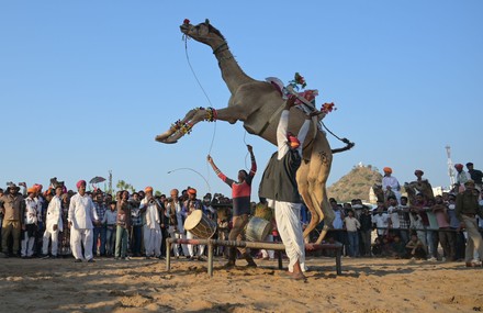 8,000 India holi festival Stock Pictures, Editorial Images and Stock ...