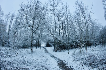 Woodlands Resemble Winter Wonderland After Night Editorial Stock Photo ...