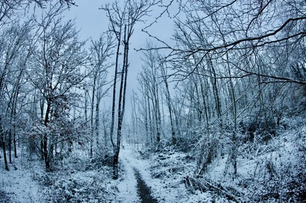 Woodlands Resemble Winter Wonderland After Night Editorial Stock Photo ...
