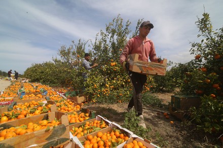 Palestinians Harvest Clementine Fruits Farm Southern Editorial Stock ...