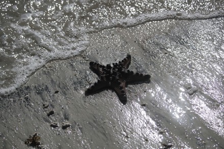 Dead Starfish Washed Ashore Coastal Town Editorial Stock Photo - Stock ...