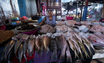 Woman Who Sells Fish Works During Editorial Stock Photo - Stock Image ...