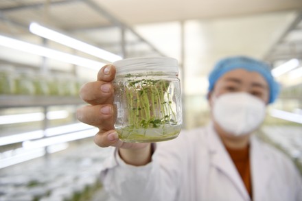 Staff Member Checks Growth Potato Seedlings Editorial Stock Photo ...