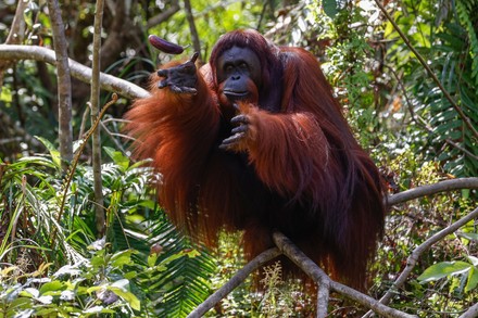 Borneo Orangutan Hangs Tree Borneo Orangutan Editorial Stock Photo ...