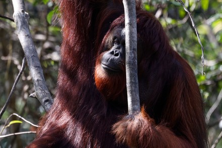 Borneo Orangutan Hangs Tree Borneo Orangutan Editorial Stock Photo ...