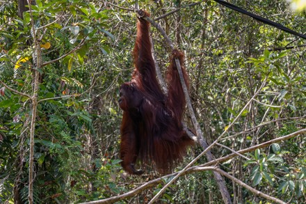 Borneo Orangutan Hangs Tree Borneo Orangutan Editorial Stock Photo ...