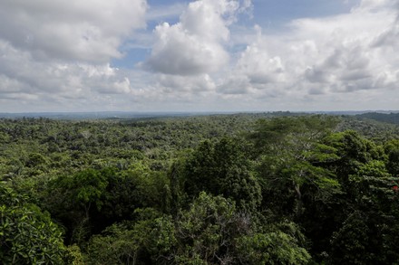 Forest Home Borneo Orangutans Borneo Orangutan Editorial Stock Photo ...