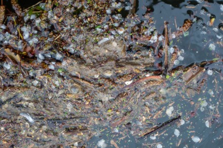 Plant Debris On River Thames Windsor Editorial Stock Photo - Stock ...