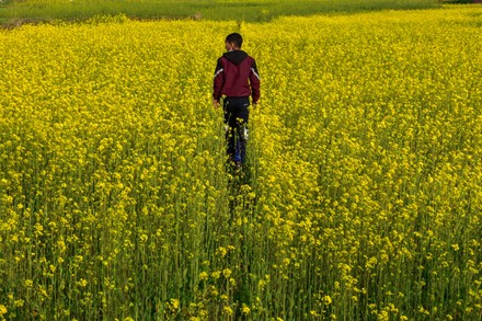 Man Walks Through Mustard Fields During Editorial Stock Photo - Stock ...