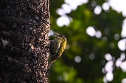 Streakthroated Woodpecker Picus Xanthopygaeus Species Woodpecker ...