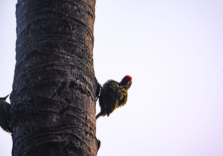 Streakthroated Woodpecker Picus Xanthopygaeus Species Woodpecker ...