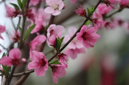 Peach Flowers Bulbs Blossomed Spring Full Editorial Stock Photo - Stock ...
