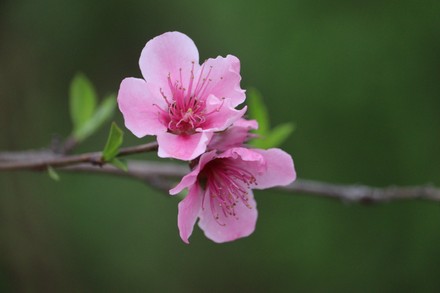 Peach Flowers Bulbs Blossomed Spring Full Editorial Stock Photo - Stock ...