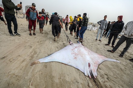 __COUNT__ Devil rays fish at Gaza beach - 13 Mar 2023 Stock Pictures ...