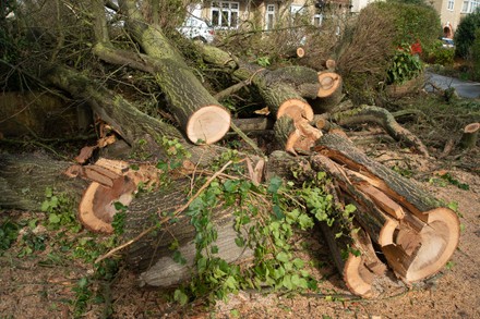 Remains Old Oak Tree That Blown Editorial Stock Photo - Stock Image ...